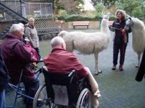 Prachtlamas » Lamatherapie